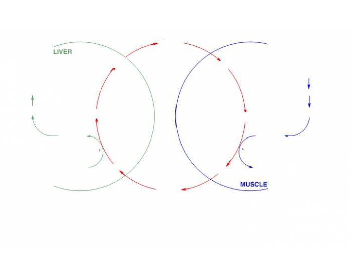 alanine cycle Quiz alanine cycle Quiz
