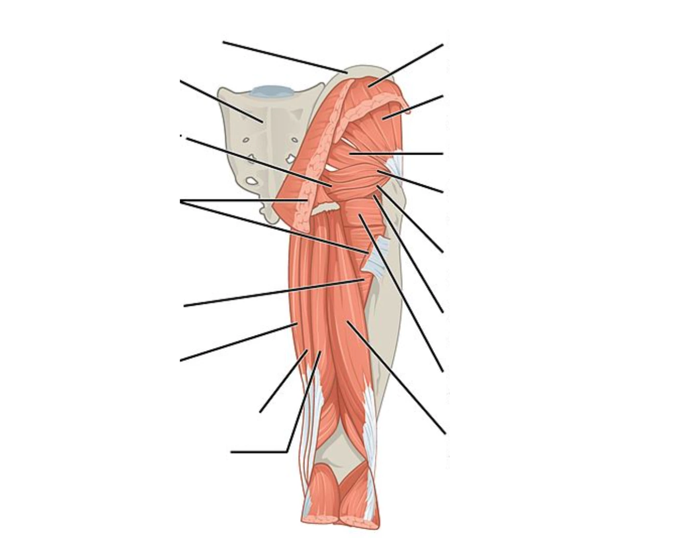 Pelvic And Thigh Muscles Posterior Quiz