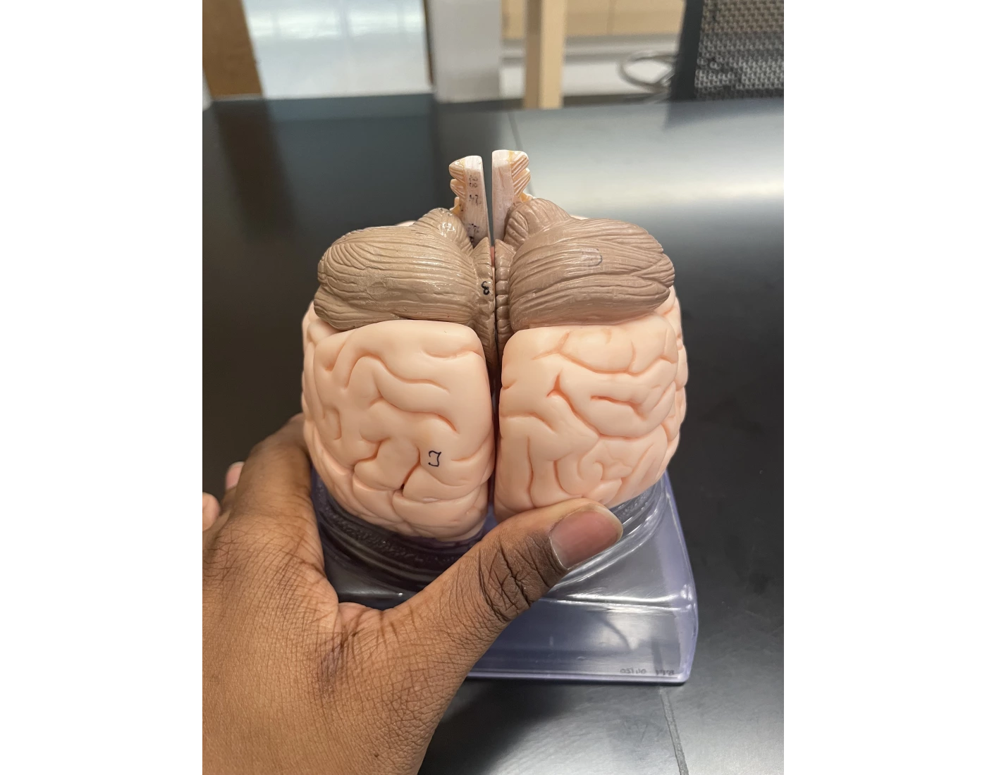 Human Whole Brain Model 2 Quiz