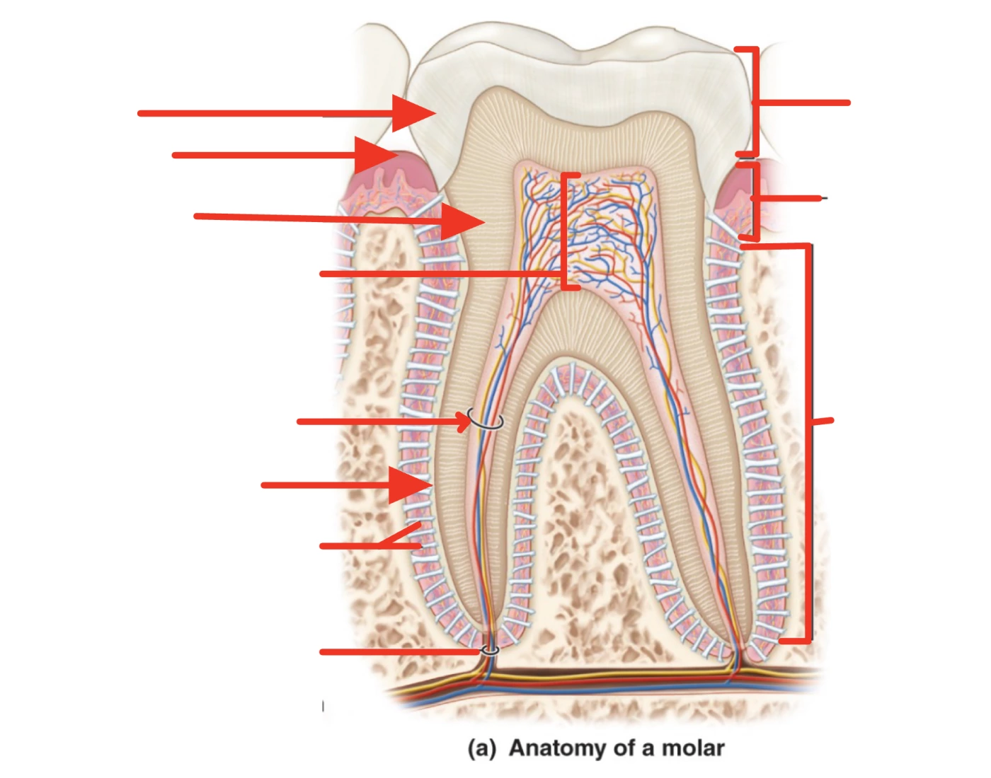 Tooth anatomy structure Quiz Tooth anatomy structure Quiz