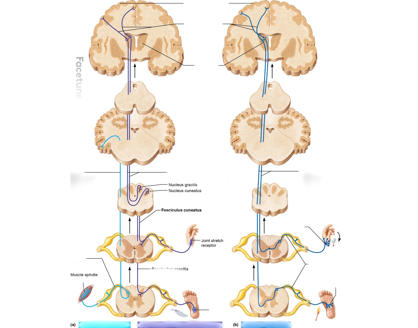 Sensory Motor Pathways Quiz