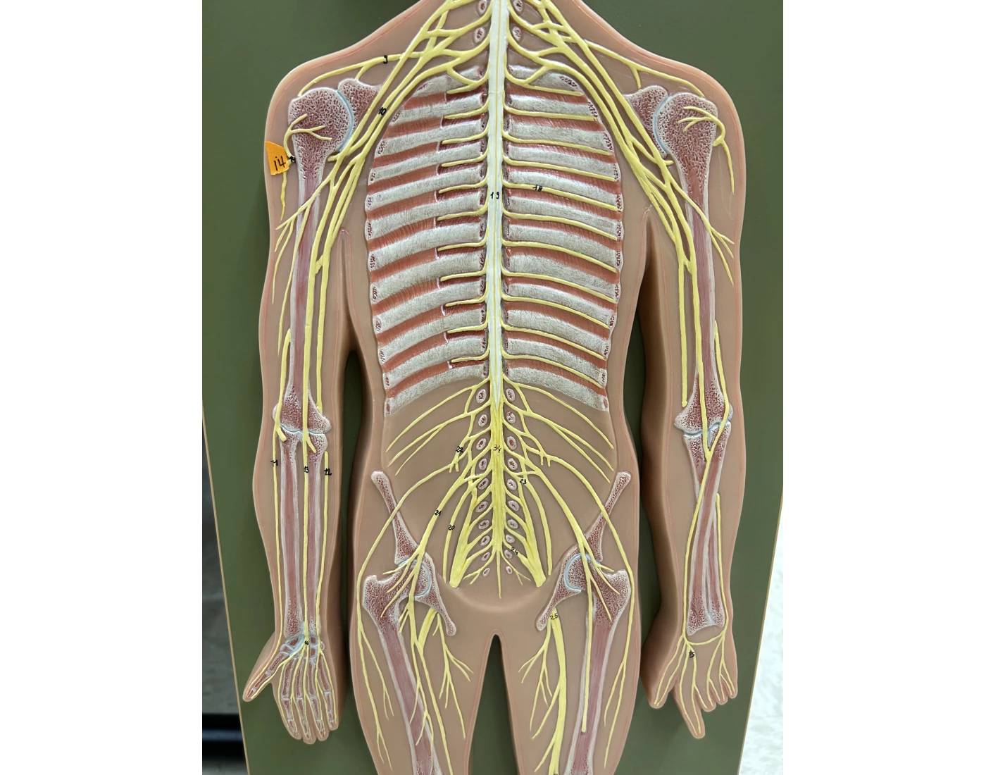 Nervous System Man 2 Quiz