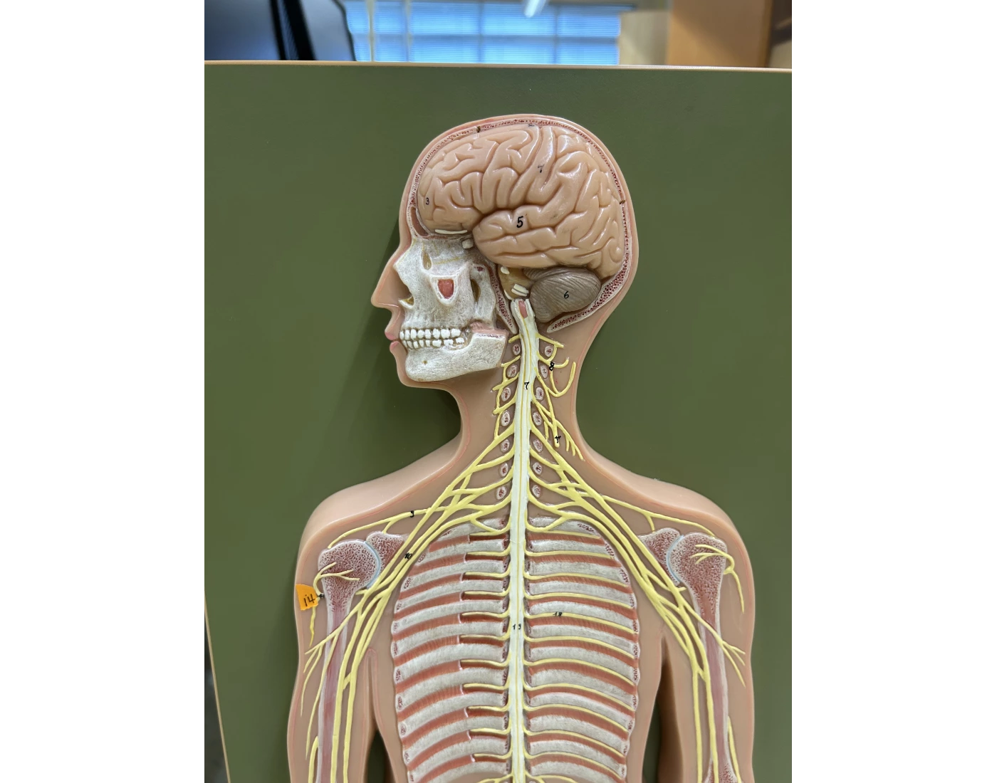 Nervous System Man 1 Quiz