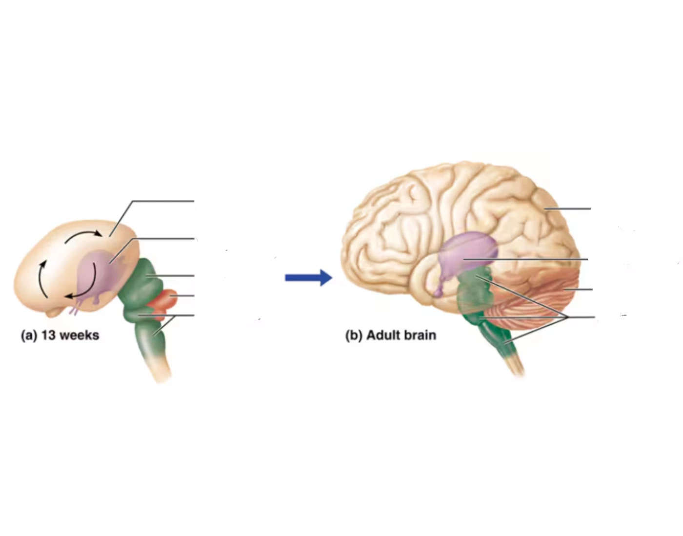 712 Development And Regions Of Brain Gfhs Sauer Quiz
