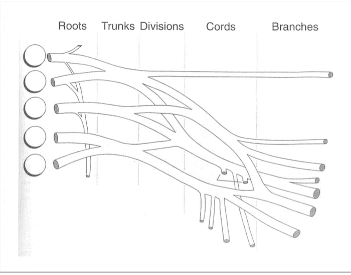 Brachial Plexus Quiz