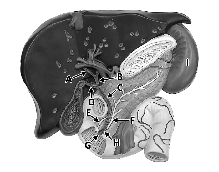 Liver Ducts And Pancreas Ducts Quiz