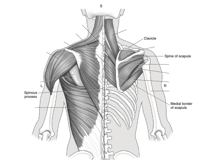Posterior Muscles Of Upper Extremity — Printable Worksheet