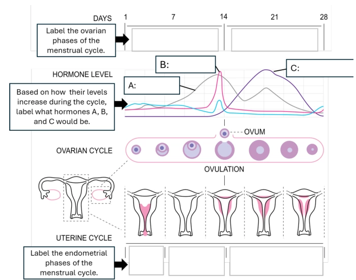 Menstrual Cycle Quiz