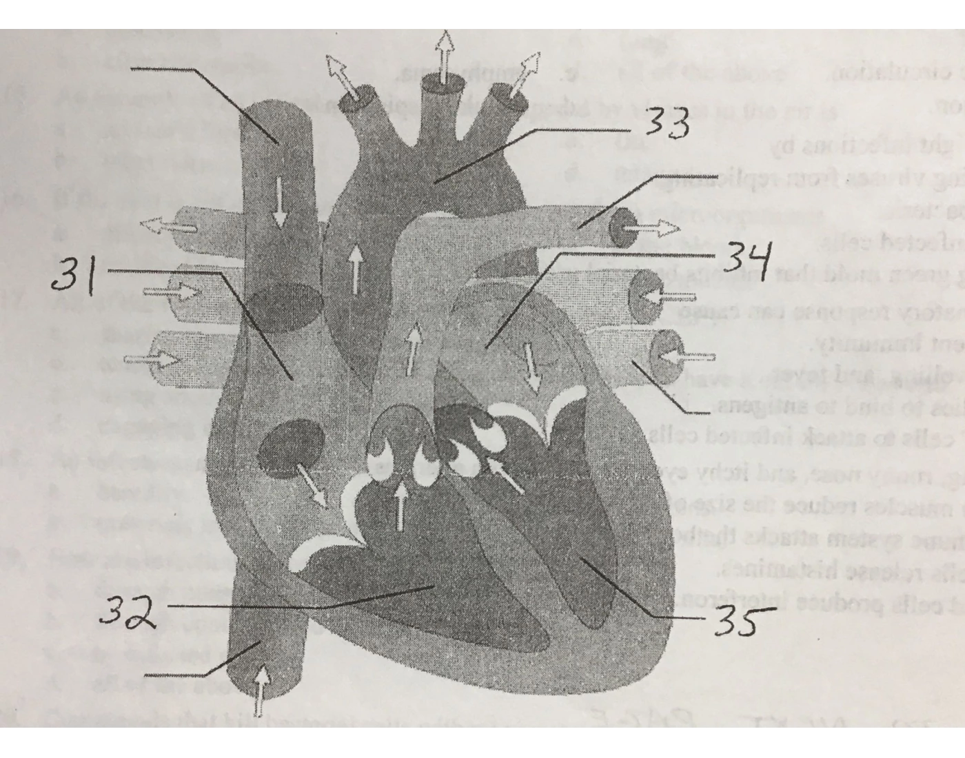 Unit 11 Heart Diagram Quiz