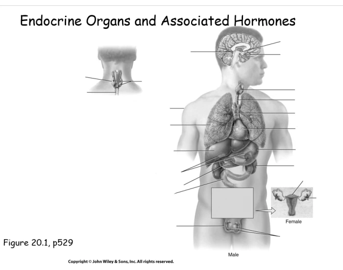 Label the Organs and Associated Hormones Quiz Label the Organs and Associated Hormones Quiz