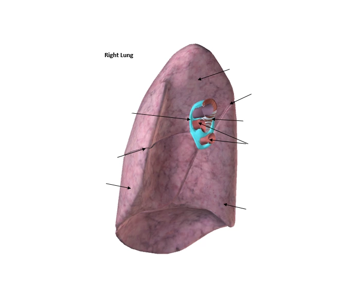 View Of Hilum Root Of Right Lung Quiz