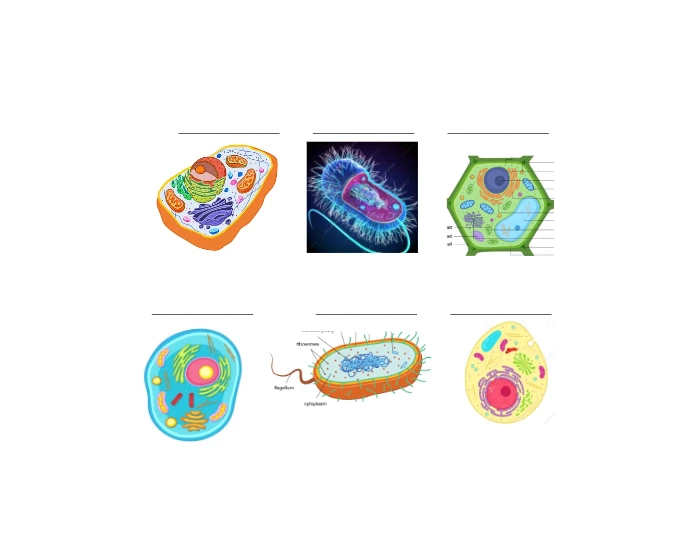 Prokaryote Or Eukaryote Quiz