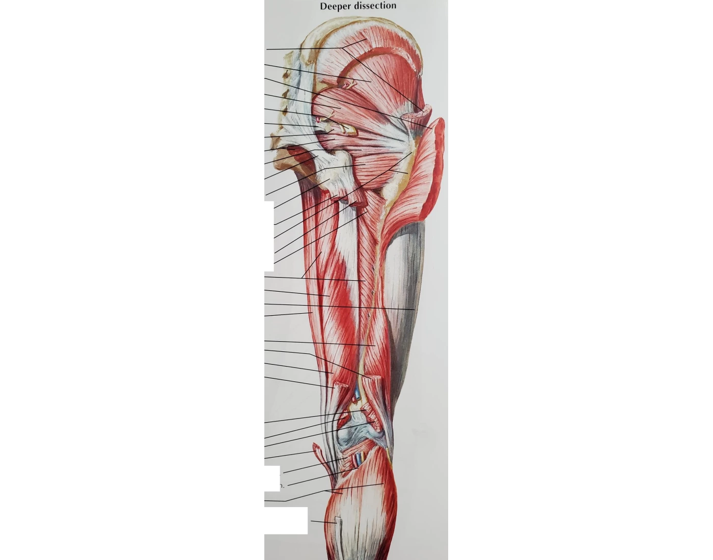 Muscles Of Hipthigh Posterior Deep Dissection — Printable Worksheet