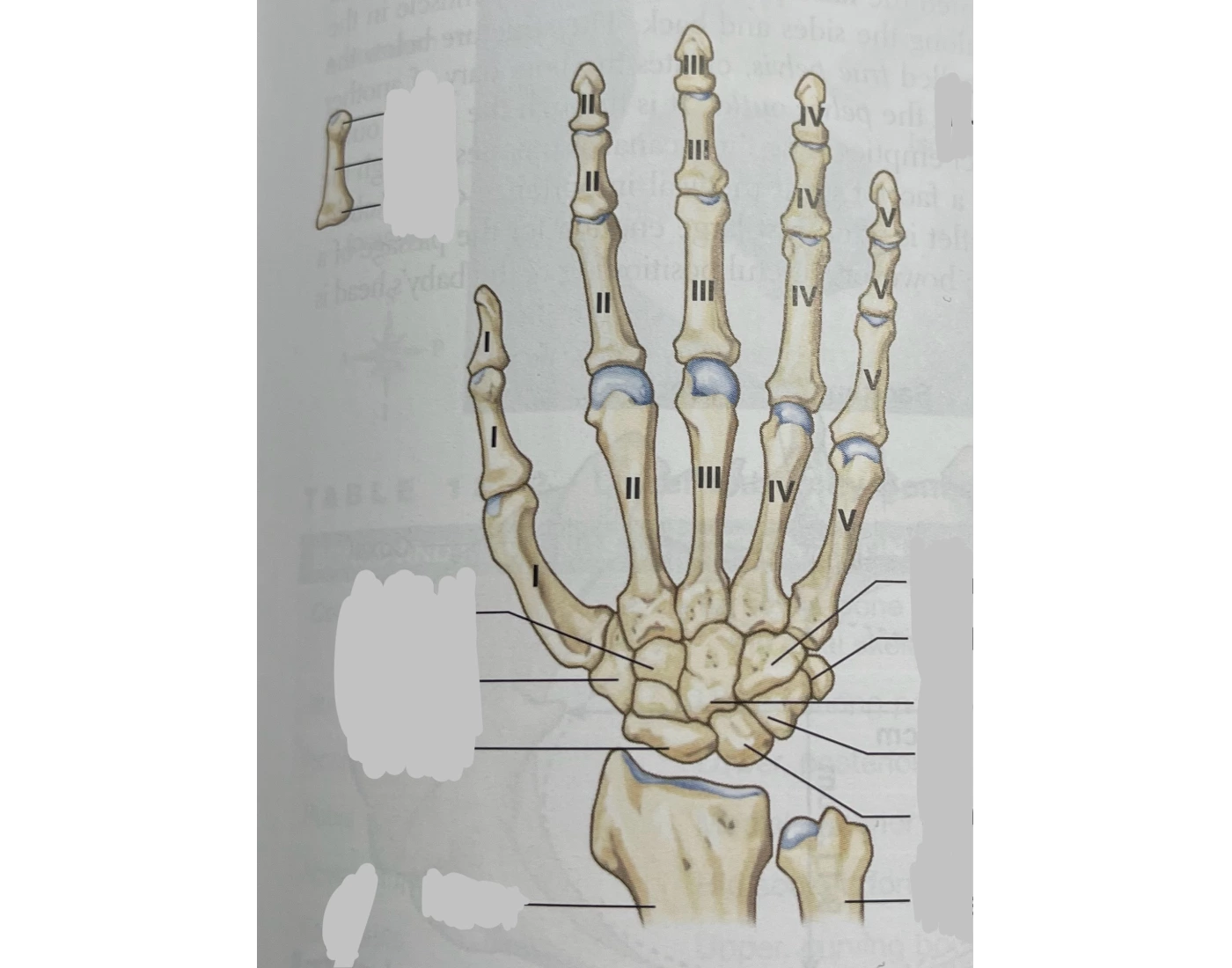 Label The Right Hand Dorsal View Quiz