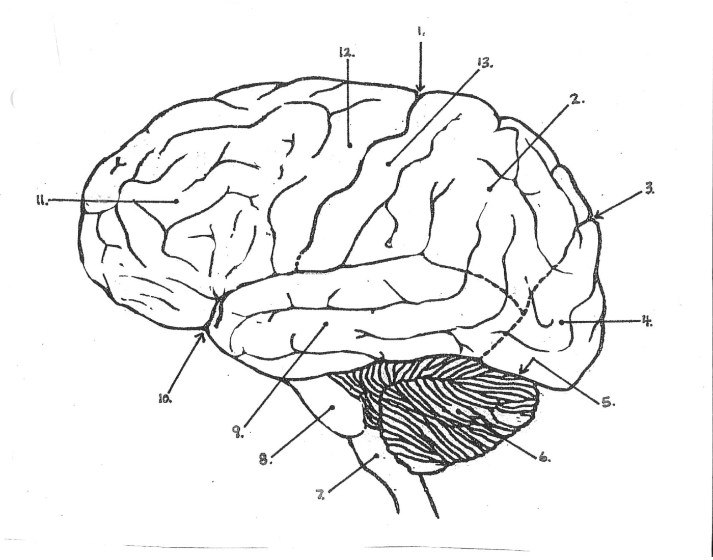 Brain Diagram: Lobes, Fissures, Sulci, Gyri Quiz Brain Diagram: Lobes, Fissures, Sulci, Gyri Quiz