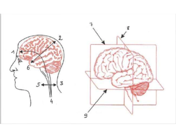 Assen En Vlakken Van Anatomie Quiz
