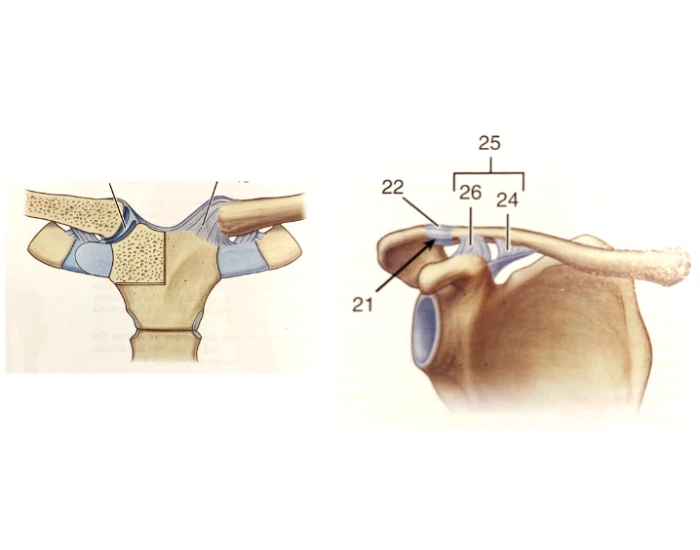 Sternoclavicular And Acromioclavicular Joints Quiz