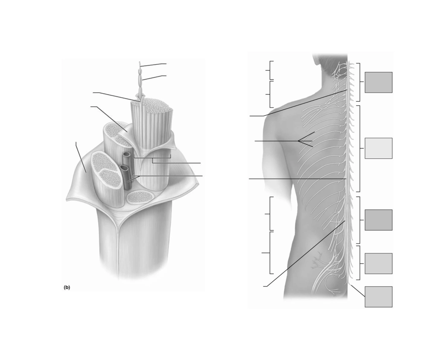 Structure Of A Nerve Spinal Nerves — Printable Worksheet