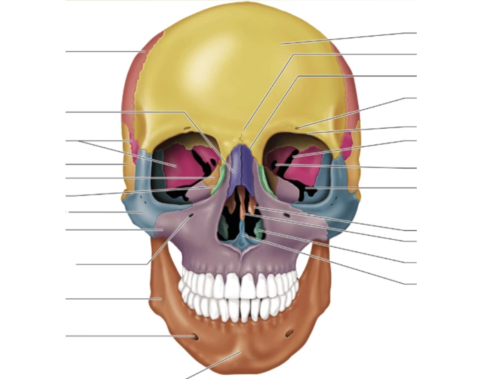 Labeling Axial Skeleton Skull Quiz Labeling Axial Skeleton Skull Quiz