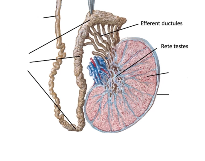 Midsagittal testis and epididymis Quiz Midsagittal testis and epididymis Quiz