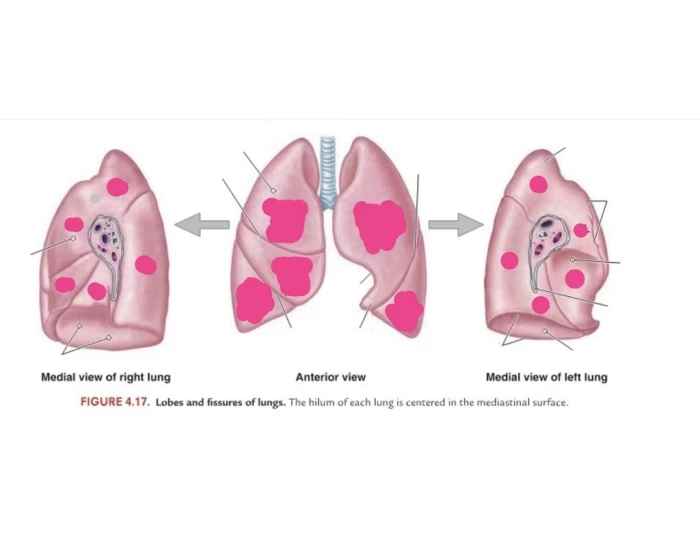 Lobes And Fissures Of Lungs Quiz