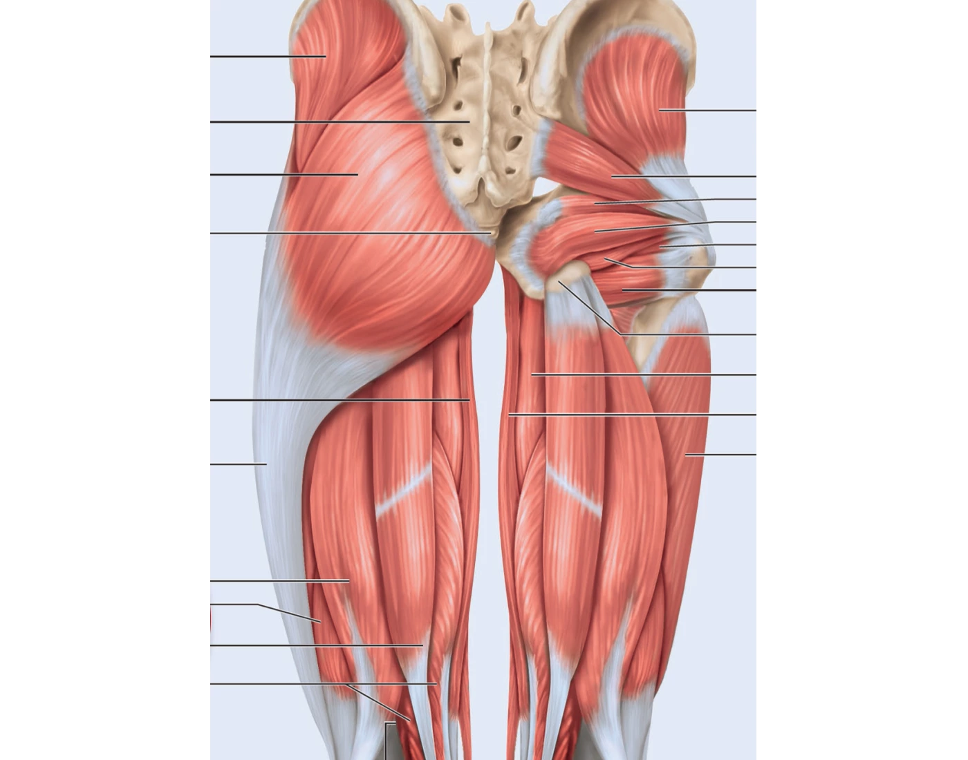 Posterior Gluteal Muscles — Printable Worksheet