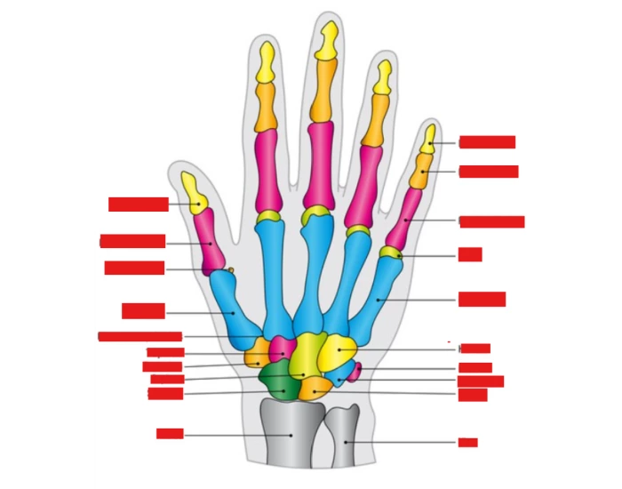 Hand And Wrist Anatomy — Printable Worksheet