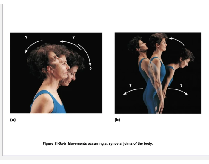 Movements occurring at synovial joints of the body Quiz Movements occurring at synovial joints of the body Quiz