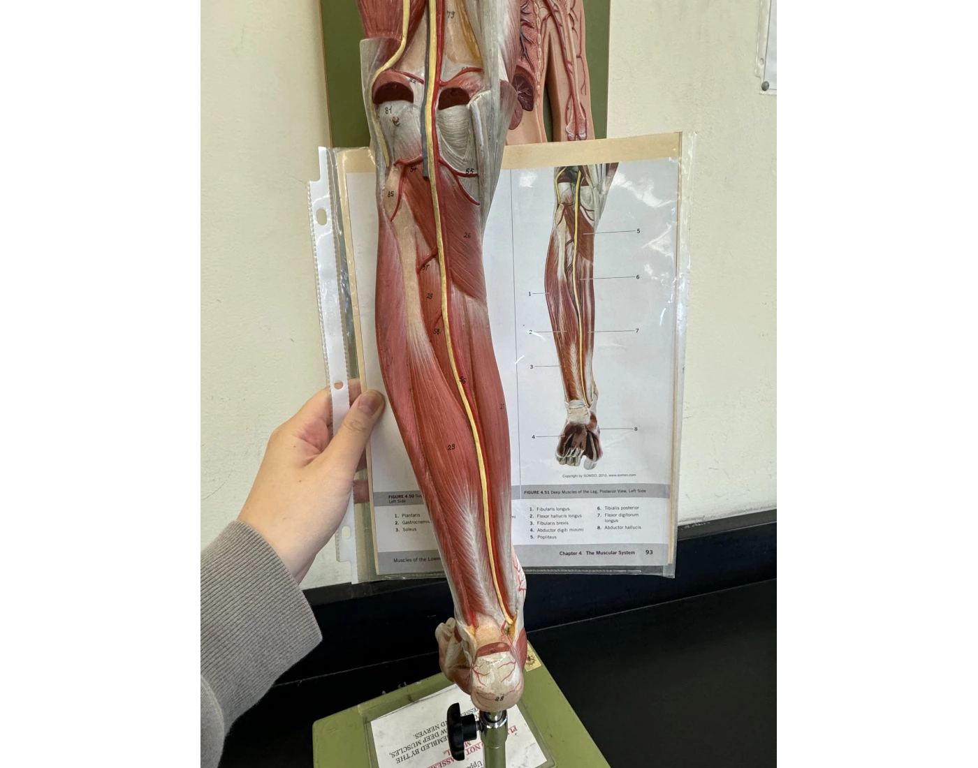 Deep Muscles Of The Leg Posterior View — Printable Worksheet
