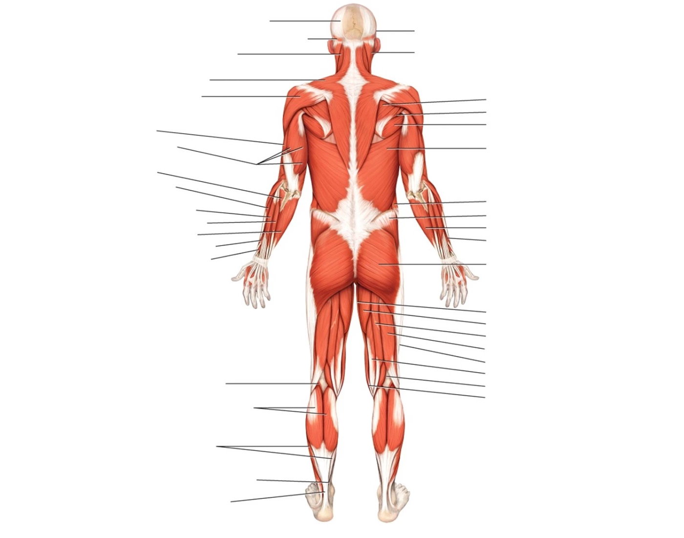 Superficial Skeletal Muscles Posterior — Printable Worksheet