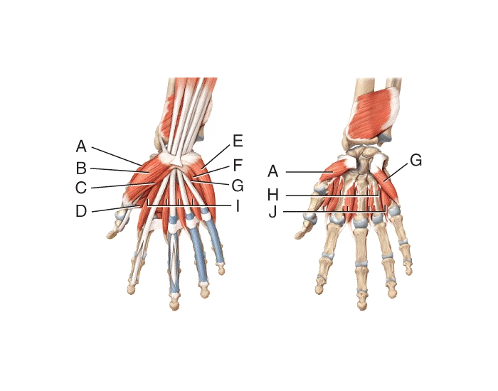 Palm Muscles - Anterior superficial/deep Quiz Palm Muscles - Anterior superficial/deep Quiz