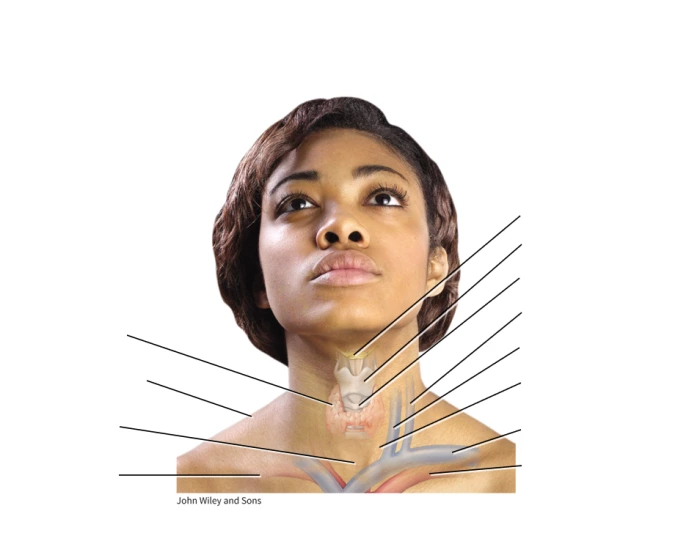 Surface Anatomy Of The Neck Quiz