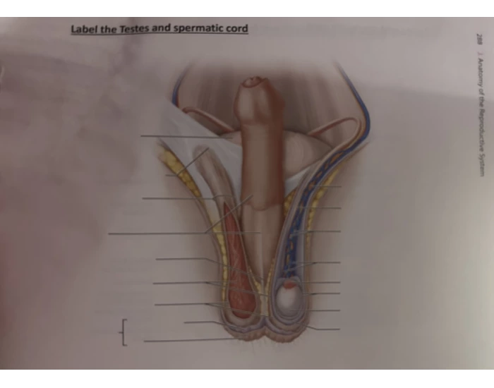 Testes And Spermatic Cord Quiz