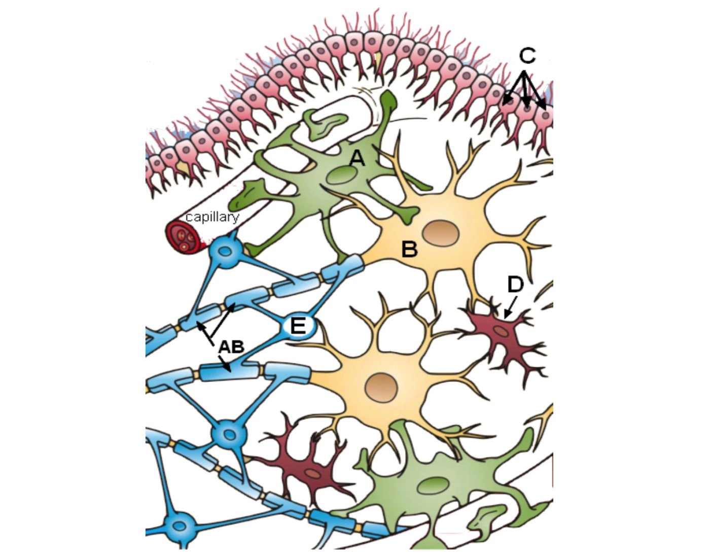 Neuroglial Cell Types Quiz Neuroglial Cell Types Quiz