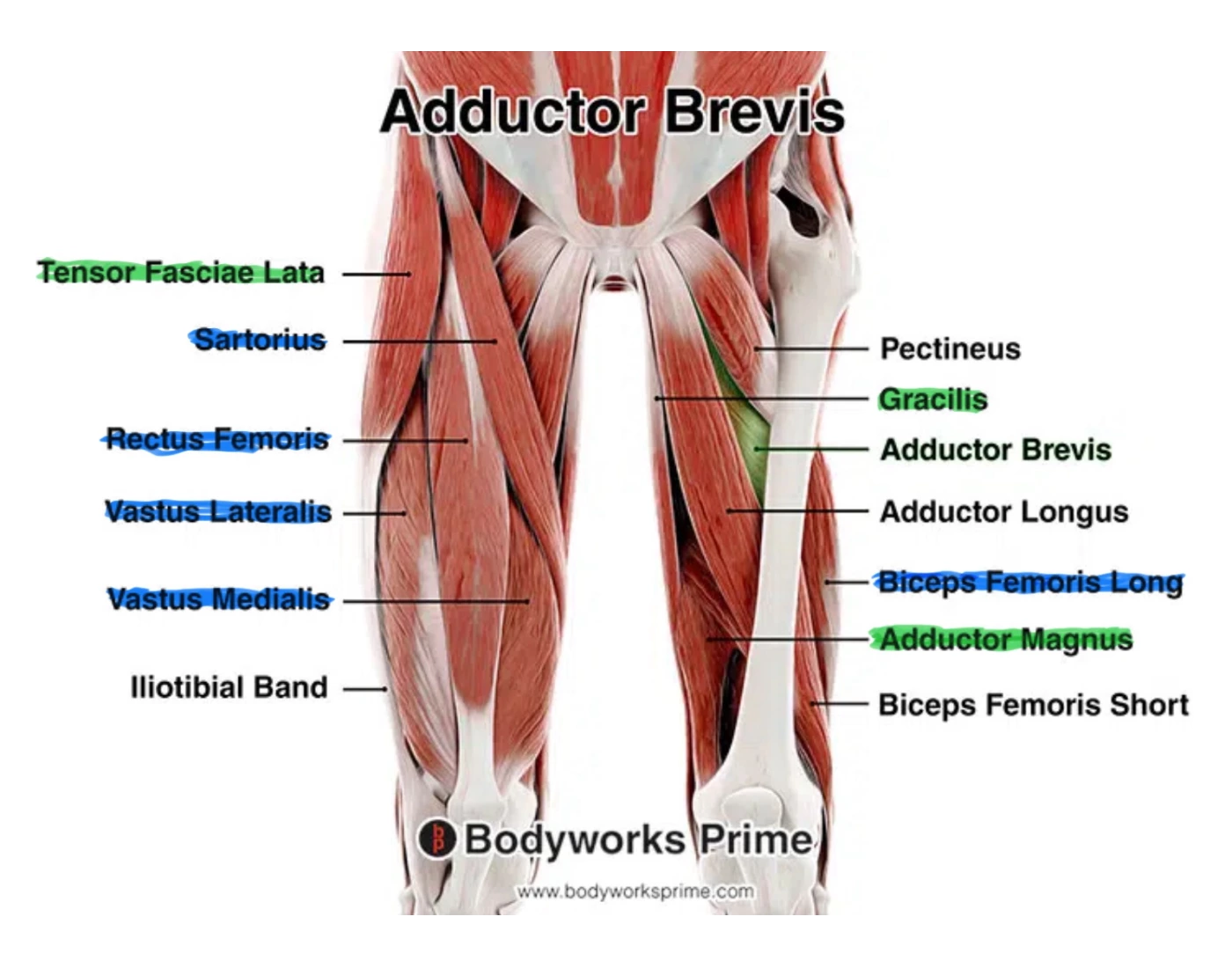 Origin Of Lower Upper Extremity — Printable Worksheet