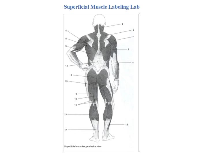 Posterior Superficial Muscles PPSC Pearson Lab AP1 Quiz Posterior Superficial Muscles PPSC Pearson Lab AP1 Quiz