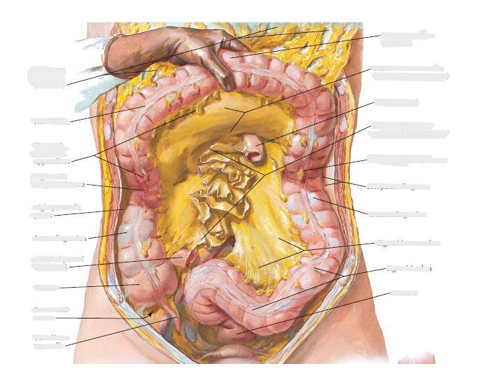 Mesenteric Relations Of Intestines Quiz