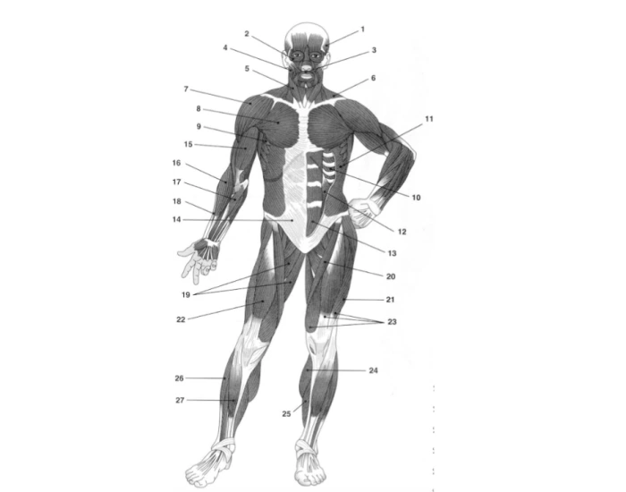 Anterior Superficial Muscles PPSC Pearson Lab AP1 Quiz Anterior Superficial Muscles PPSC Pearson Lab AP1 Quiz