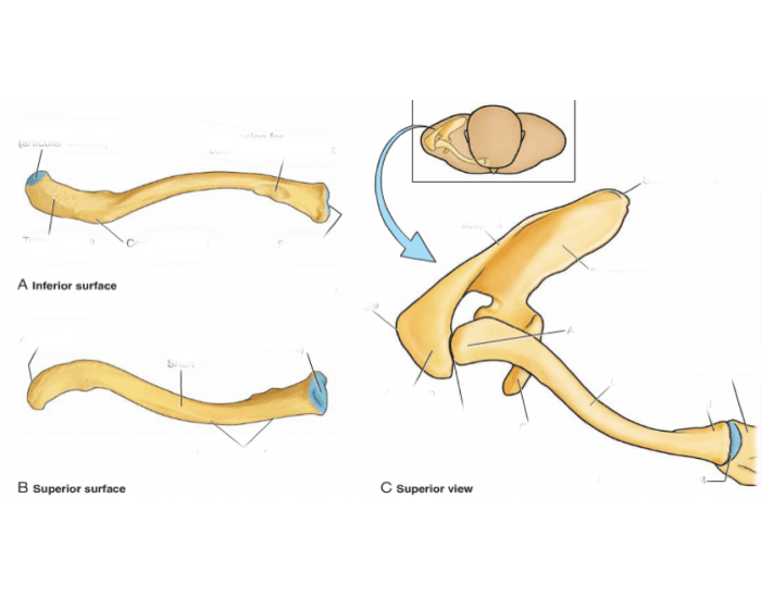 Shoulder Bone Identification Quiz shoulder-bone-identification-quiz