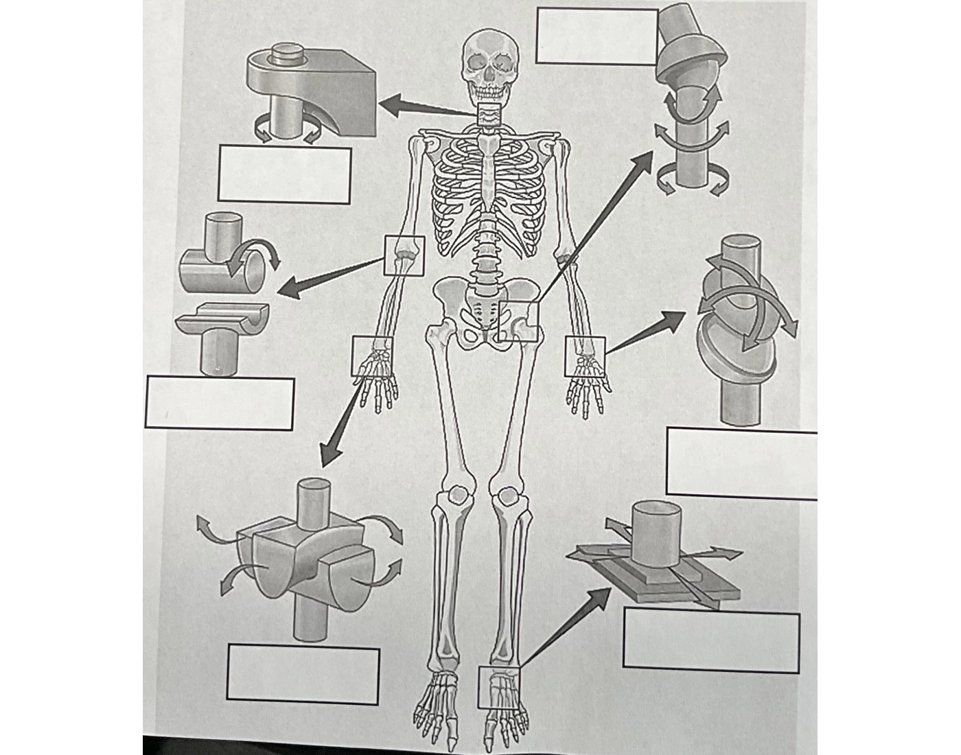 6 Types Of Synovial Joints Quiz