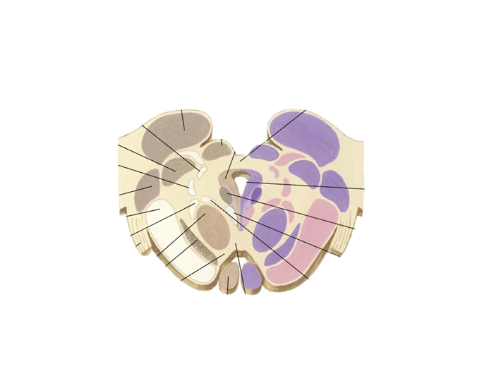 Label The Midbrain Cross Section — Printable Worksheet