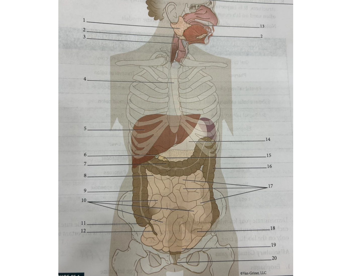 25.1 digestive system overview — Printable Worksheet 25.1 digestive system overview — Printable Worksheet