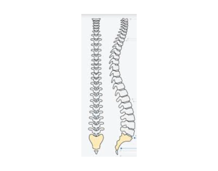Vertebral Column Bone Labelling Quiz