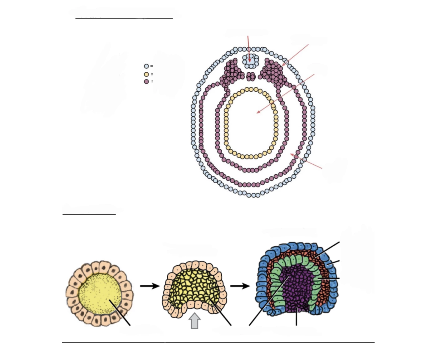 Neural Development And Gastrulation Quiz