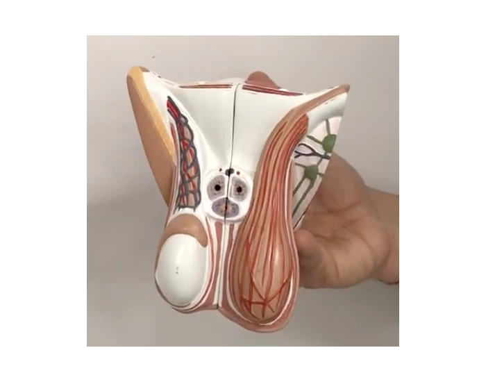 Pampiniform Plexus Quiz