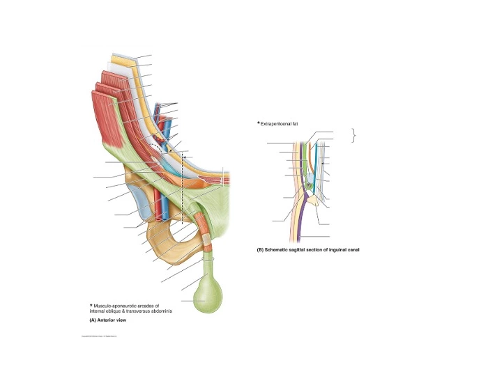Inguinal Canal And Spermatic Cord Quiz