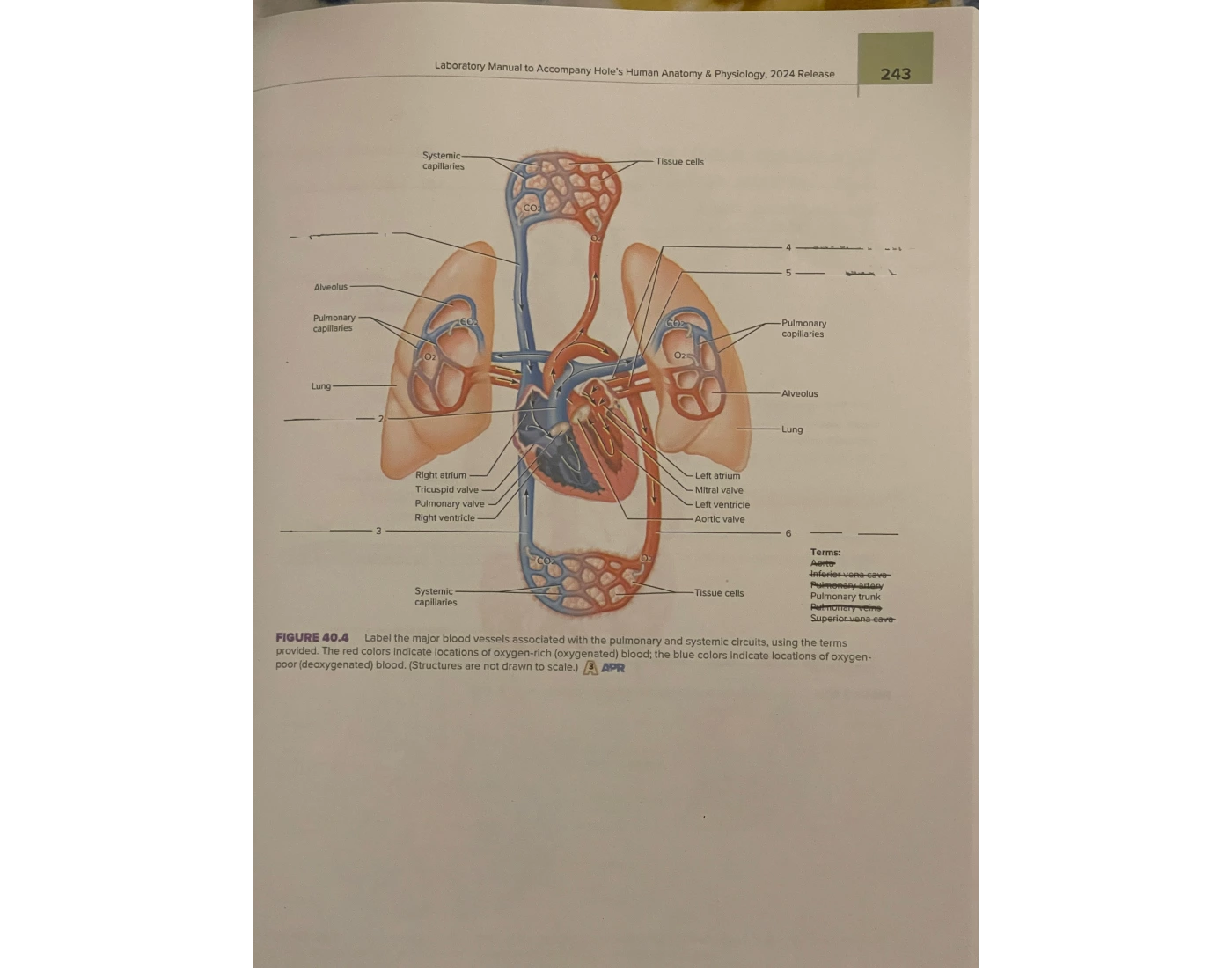 blood vessels of pulmonary and systemic circuits — Printable Worksheet blood vessels of pulmonary and systemic circuits — Printable Worksheet