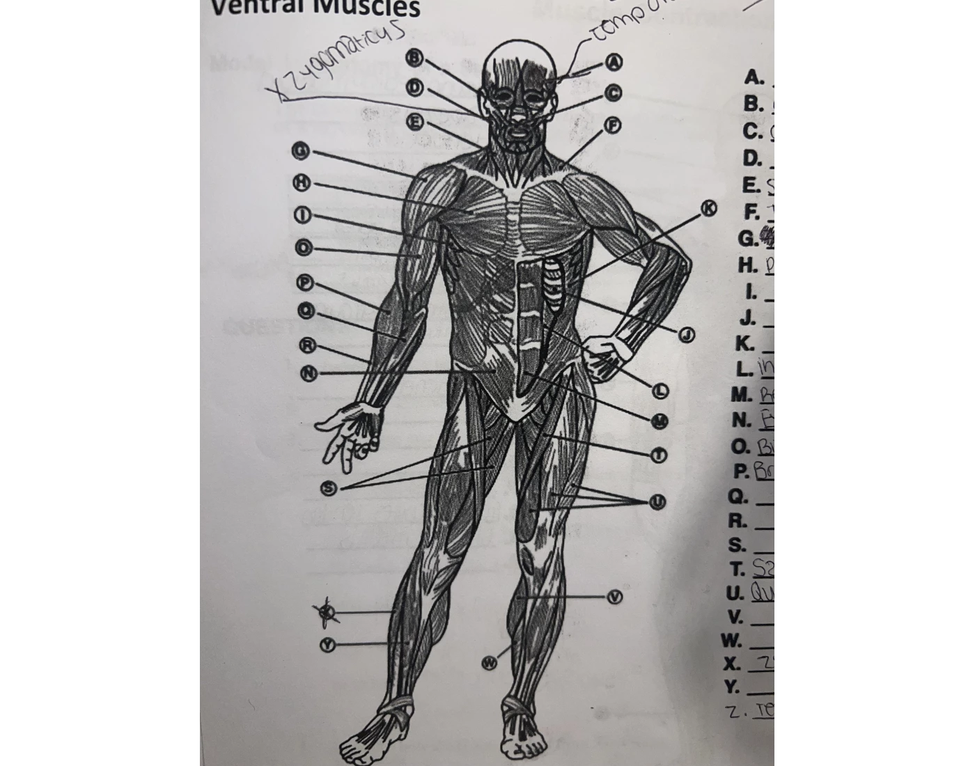 Naming Muscles Anatomy Quiz