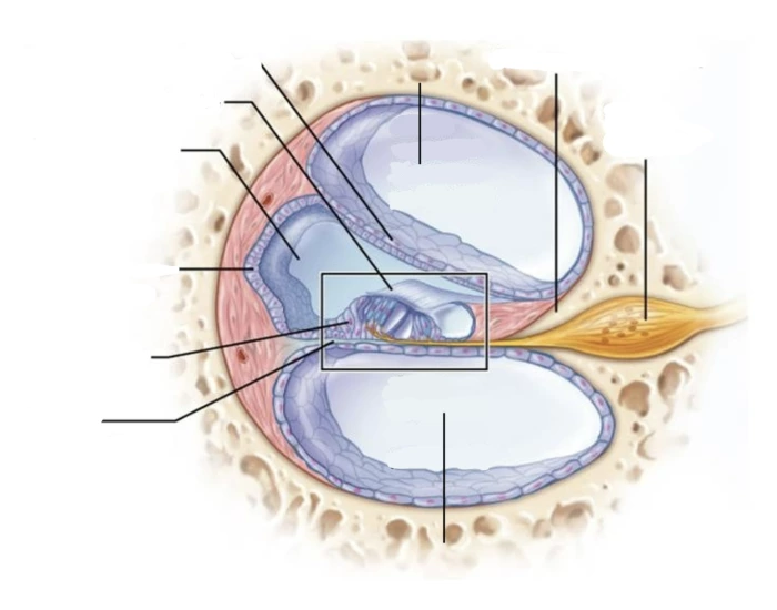 Anatomy Of The Cochlea1 Quiz