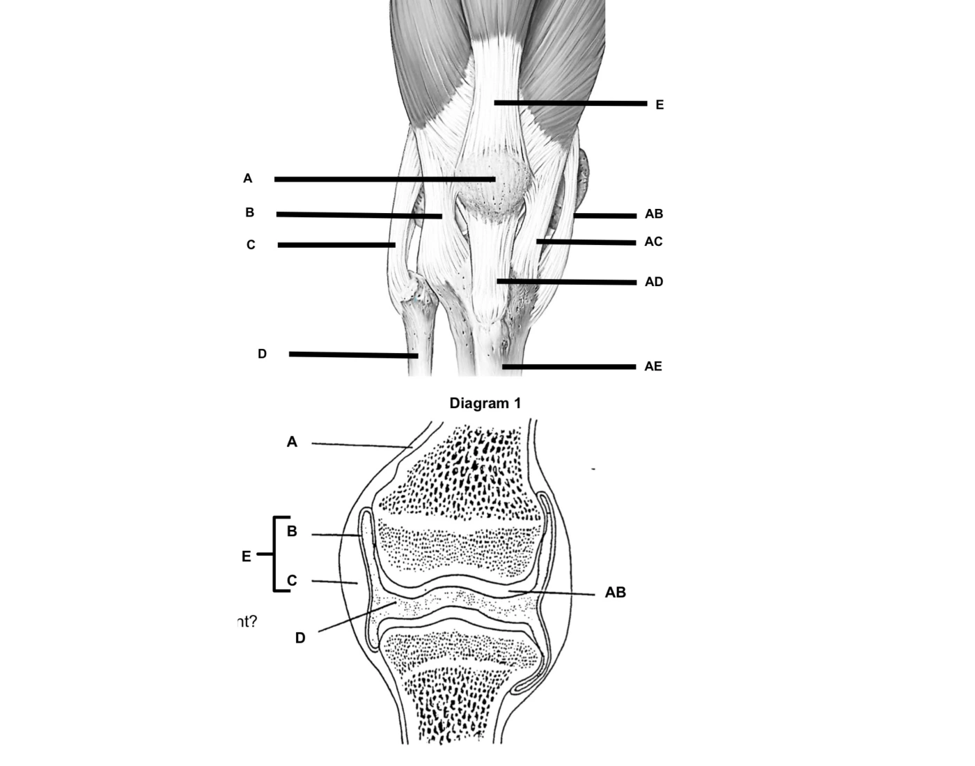 Synovial Joint Anatomy And Knee Joints Quiz